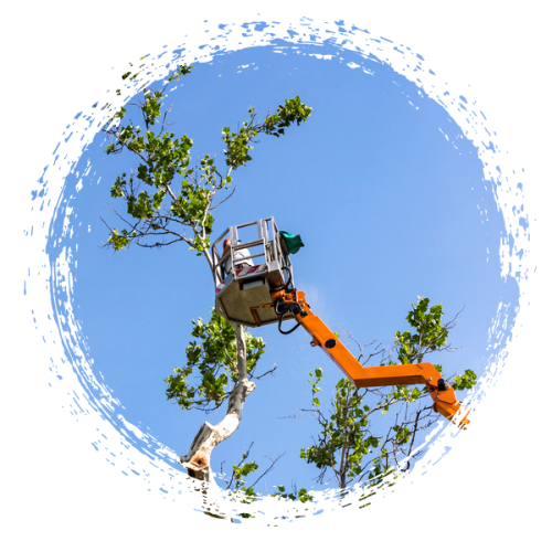 Tree Trimmers - DV Tree Services